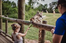 Fun Zoo Ideas