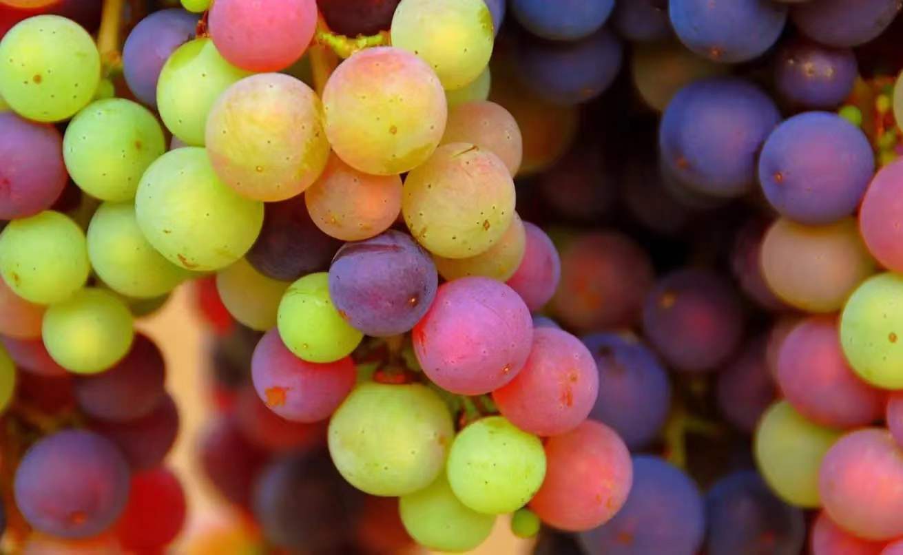 What exactly is "véraison" ？ - Wine Culture