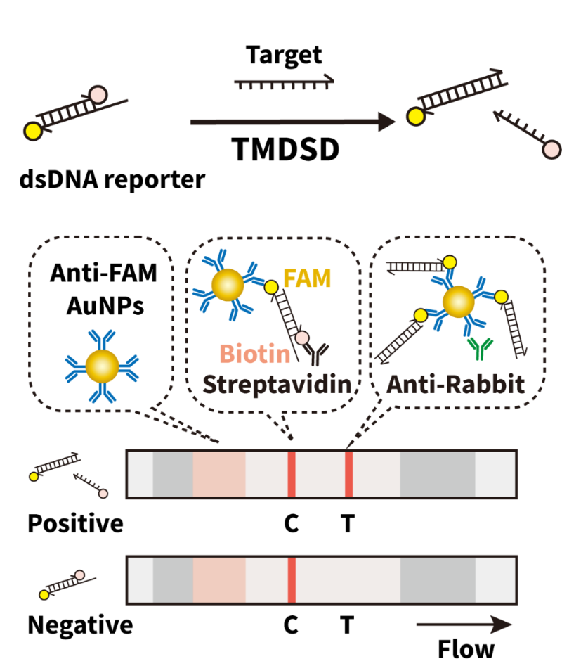 Publication - Analytical DNA Nanotechnology Laboratory（复本）